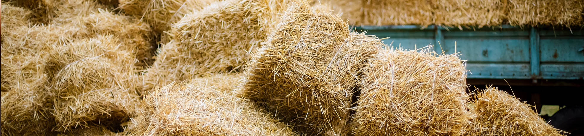 Hay